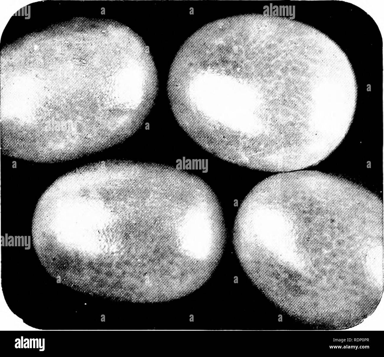 Young plants stinging nettles Black and White Stock Photos & Images - Alamy