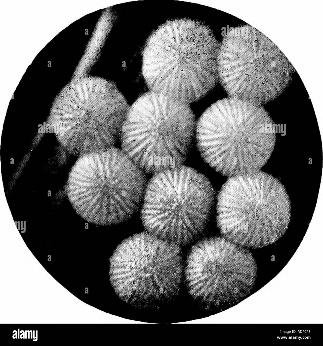 Plant instinct Black and White Stock Photos & Images - Alamy