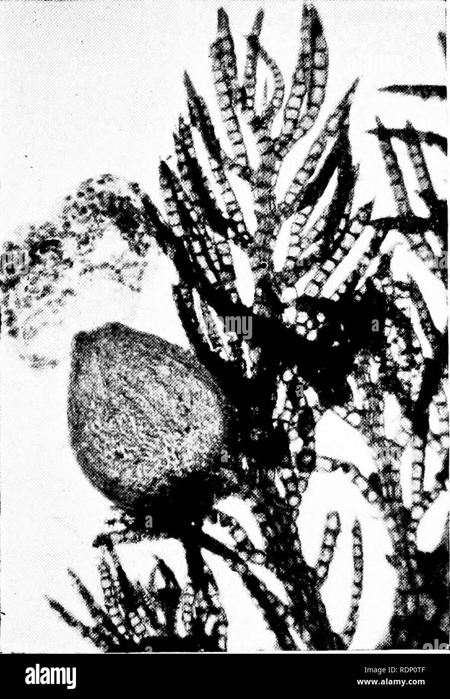 Water weed microscope hi-res stock photography and images - Alamy