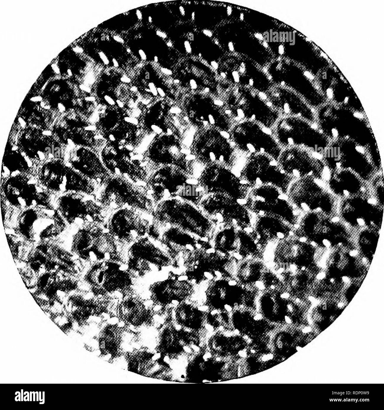 Coralline structure hi-res stock photography and images - Alamy