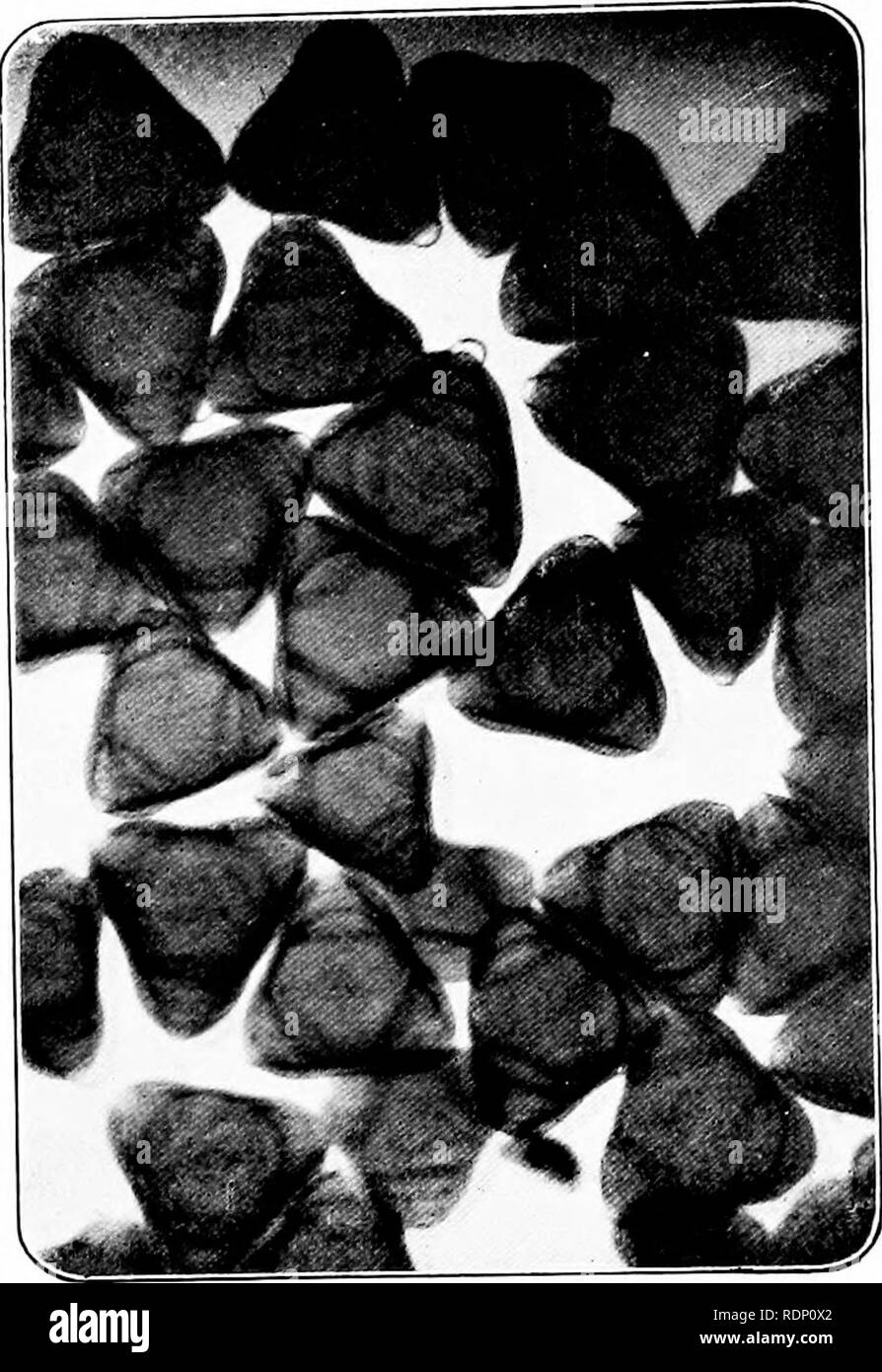 Pig triangular hi-res stock photography and images - Alamy