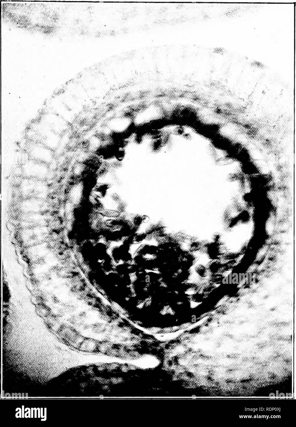 Pollen sac Black and White Stock Photos & Images - Alamy