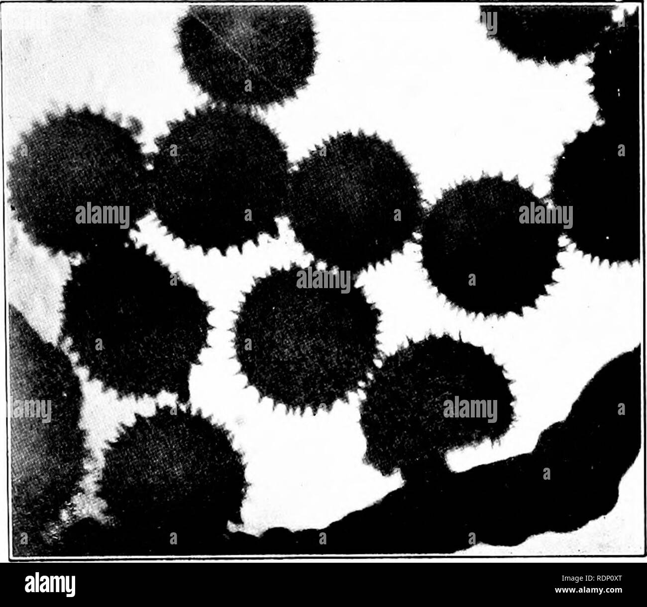 Pollen microscope Black and White Stock Photos & Images - Alamy