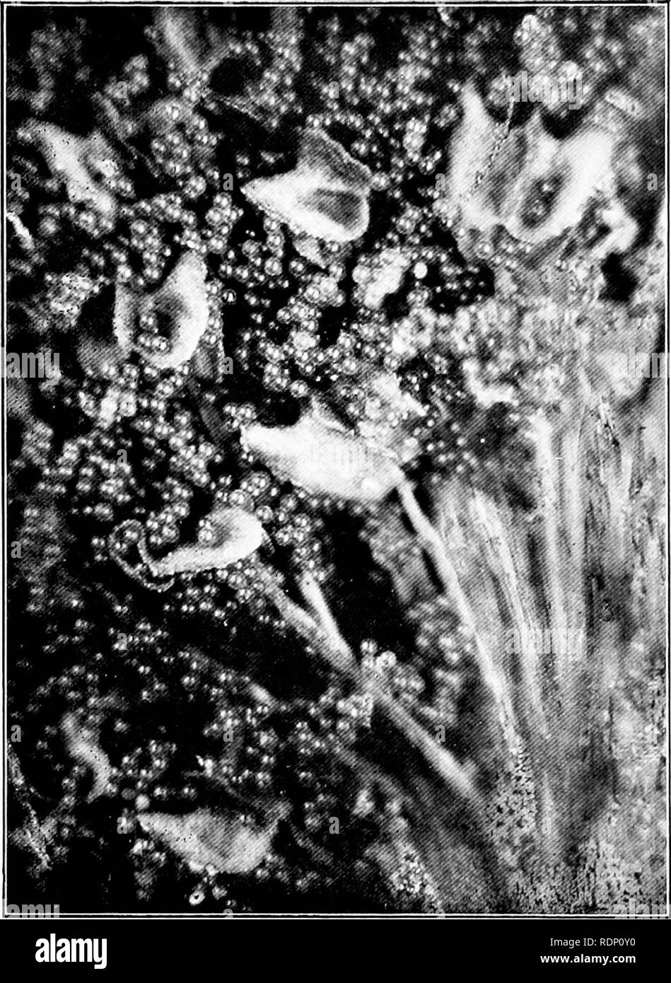Pollen grain microscope Black and White Stock Photos & Images - Alamy