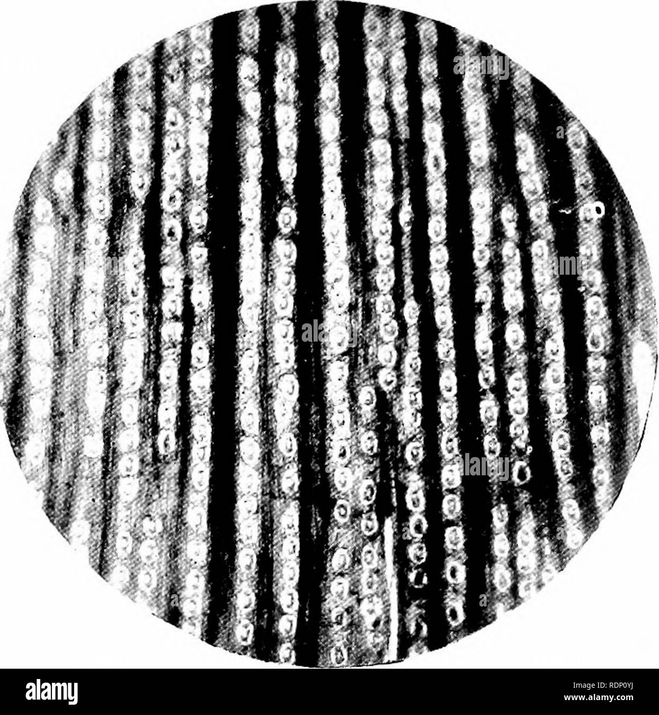 Skin cells microscope Black and White Stock Photos & Images - Alamy