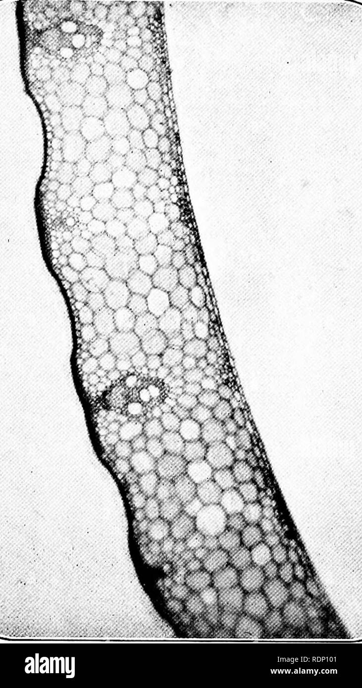 Water Lily Leaf Cross Section