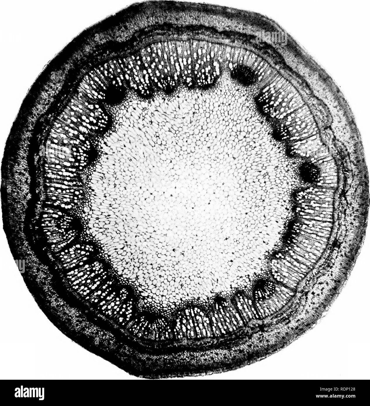 Stem tree microscope Black and White Stock Photos & Images - Alamy