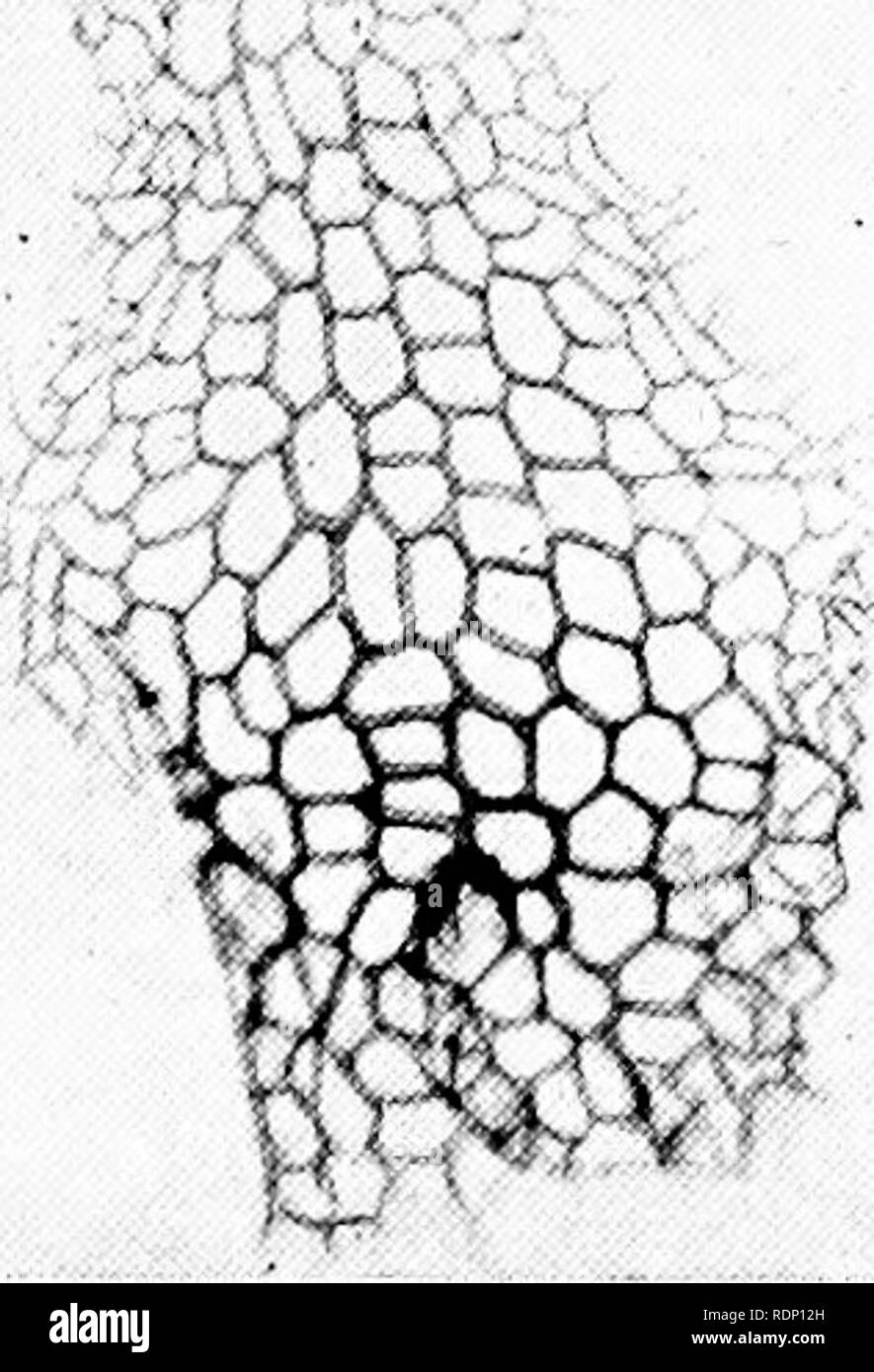 . Minute marvels of nature, being some revelations of the microscope ...