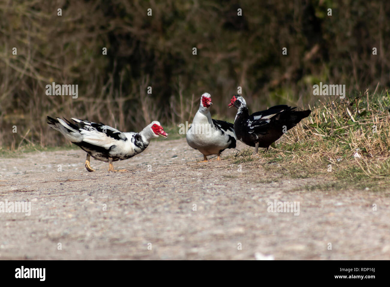 Muscovy duck uk hi-res stock photography and images - Alamy
