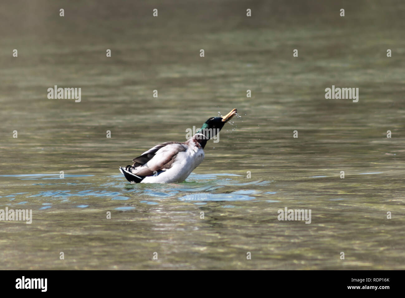 Mallard Duck shaking off water Stock Photo - Alamy