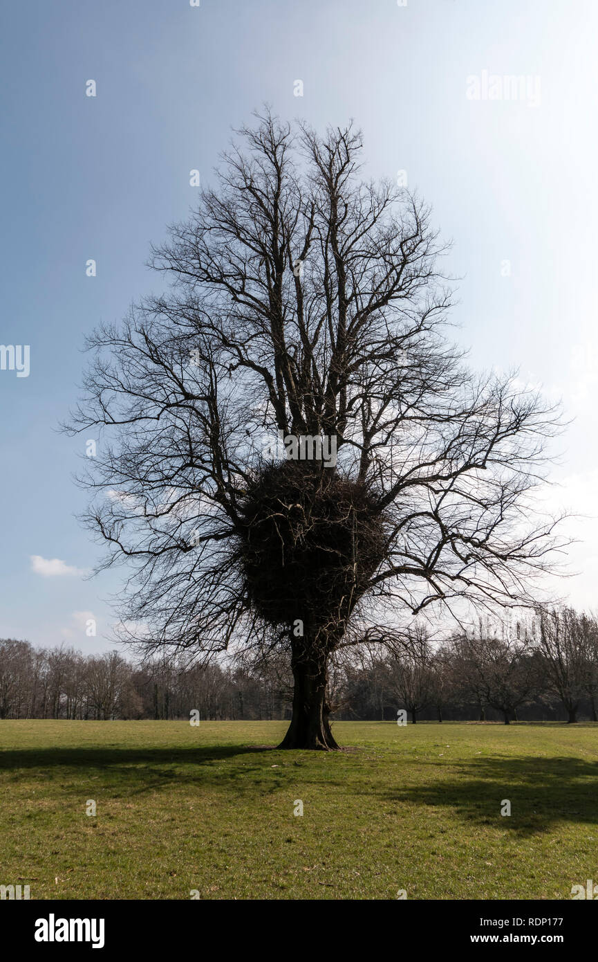 A bare tree with no foliage, with a mass of branches at its centre ...
