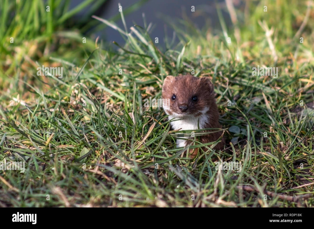 Weasel Hole High Resolution Stock Photography and Images - Alamy