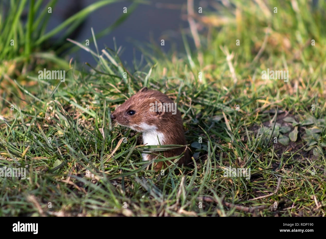 Cautious Animals High Resolution Stock Photography and Images - Alamy