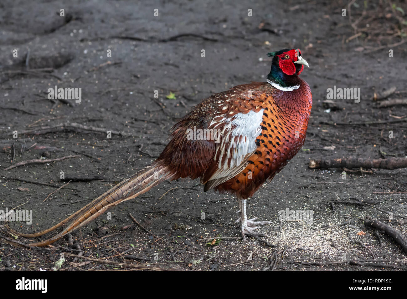 Pheasant in habitat hi-res stock photography and images - Alamy