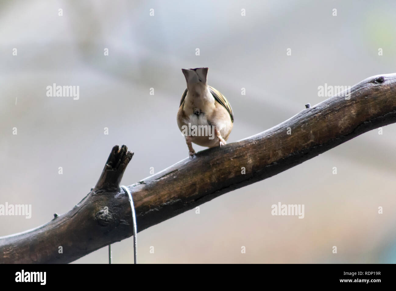Female chaffinch from behind showing only the tail and bottom of the ...