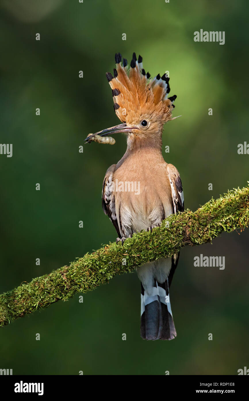 Upupa upupa hi-res stock photography and images - Alamy