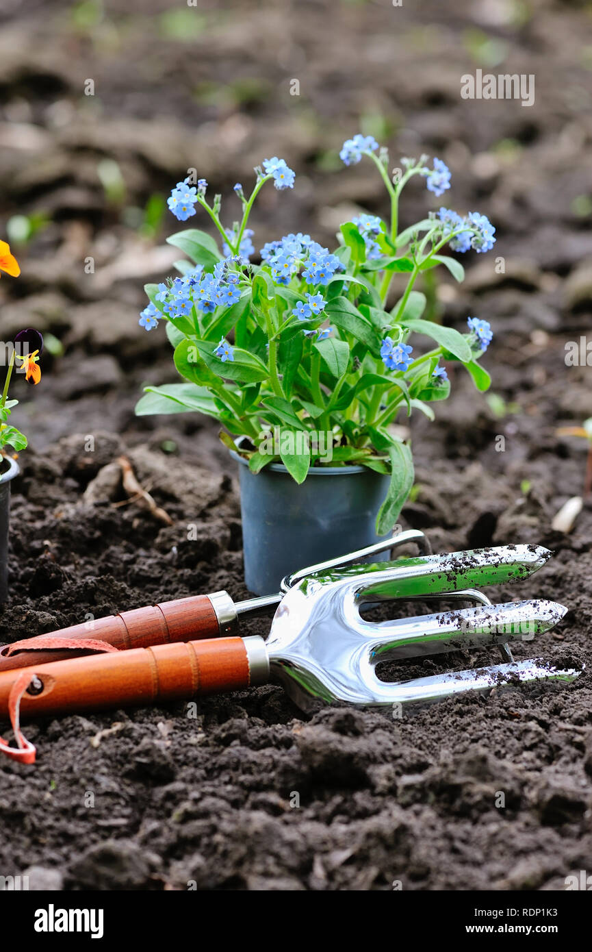 Gardening tools and spring flowers in the garden Stock Photo - Alamy
