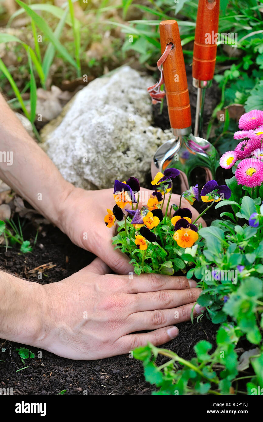 Gardeners hands planting flowers in a garden Stock Photo - Alamy