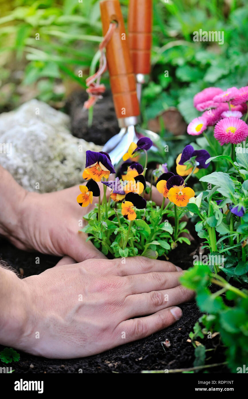 Gardeners hands planting flowers in a garden Stock Photo - Alamy