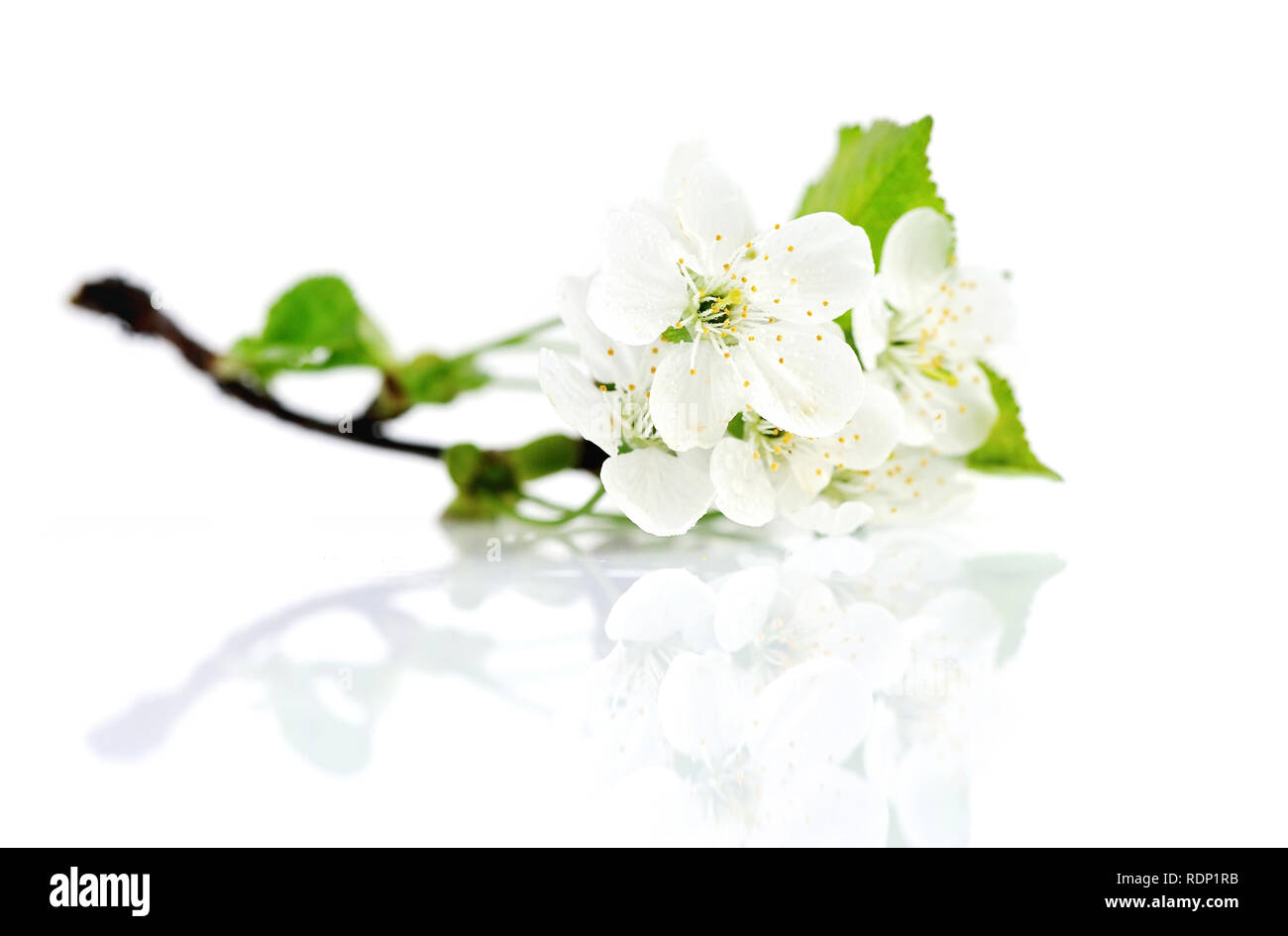 Background sakura blossom in Cut Out Stock Images & Pictures - Alamy