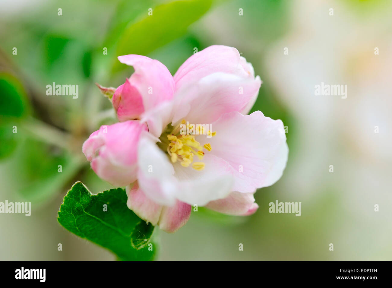 Apple flowers over natural green background Stock Photo - Alamy