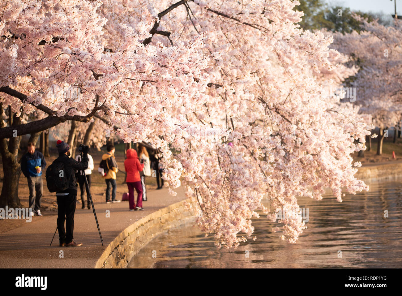 WASHINGTON DC, USA - Each spring, thousands of cherry trees around the ...