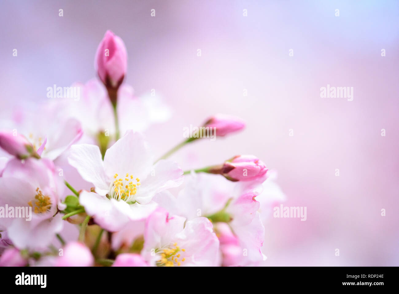 WASHINGTON DC, United States — Each spring, thousands of cherry trees ...