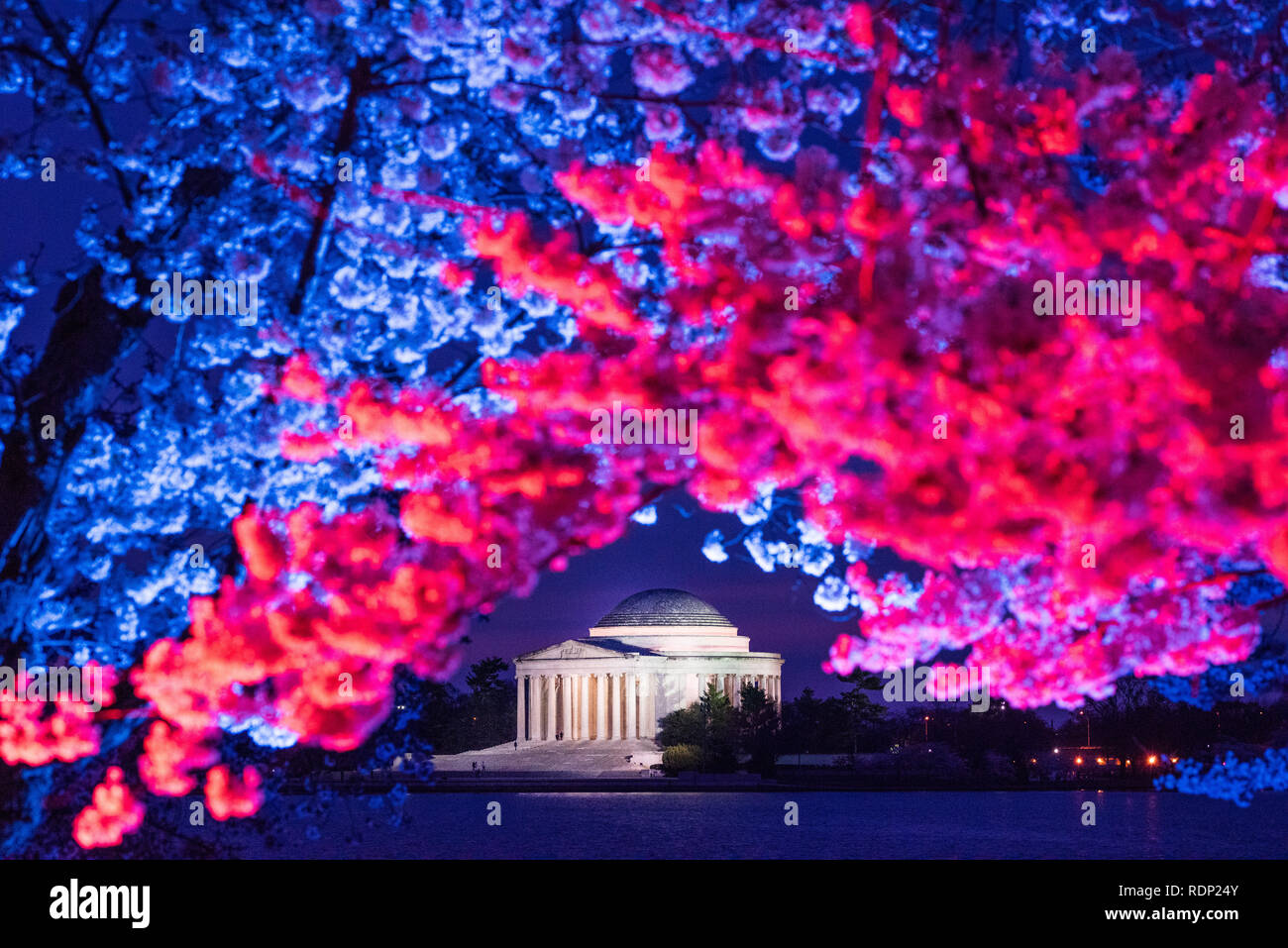 WASHINGTON DC, United States — Each spring, thousands of cherry trees ...