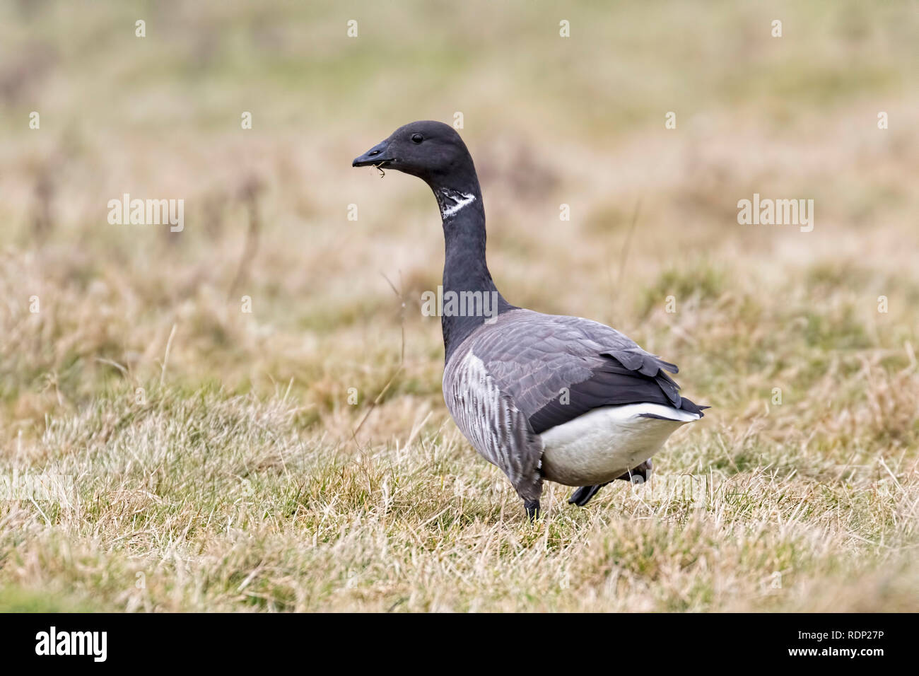 Peter and his goose hi-res stock photography and images - Alamy