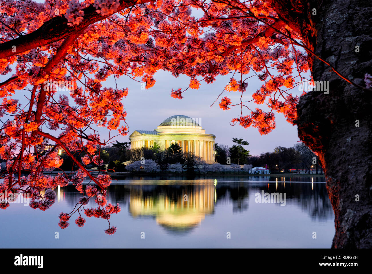 WASHINGTON DC, United States — Each spring, thousands of cherry trees ...