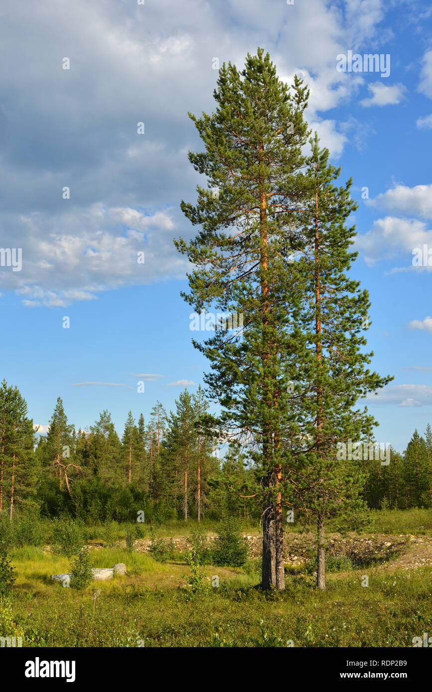 Taivalkoski finland hi-res stock photography and images - Alamy