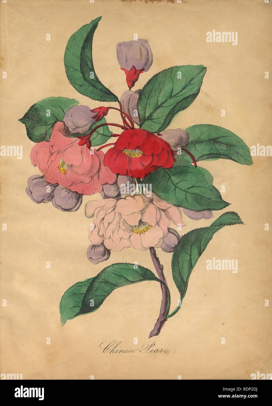 Antique Hand-Colored American Victorian Botanical Illustration, Circa ...