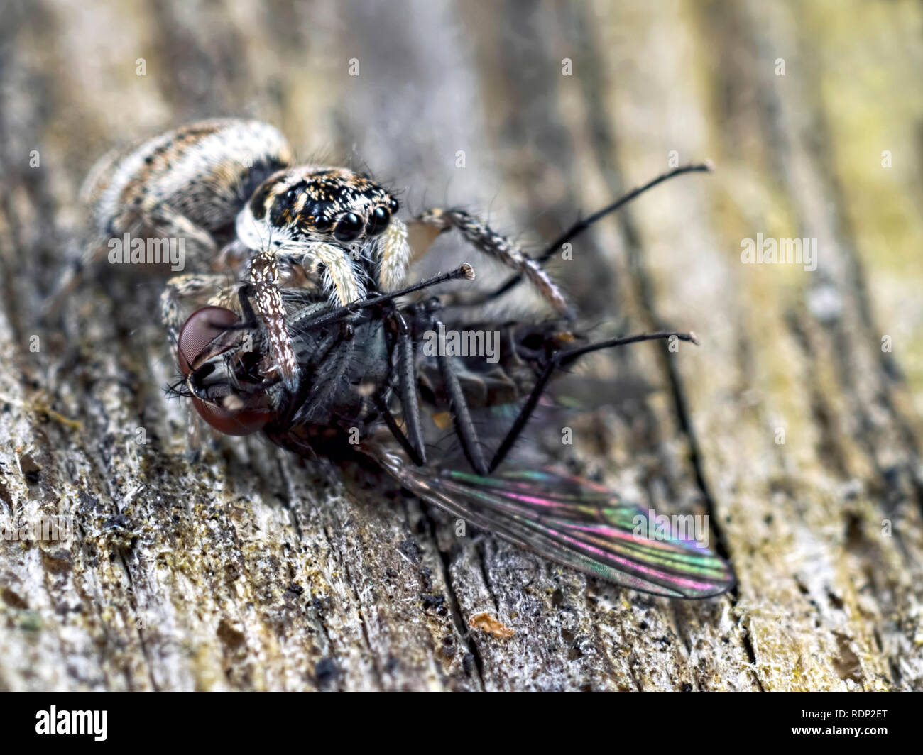 A Zebra Jumping Spider (Salticus scenicus) eating a fly at Blashford ...