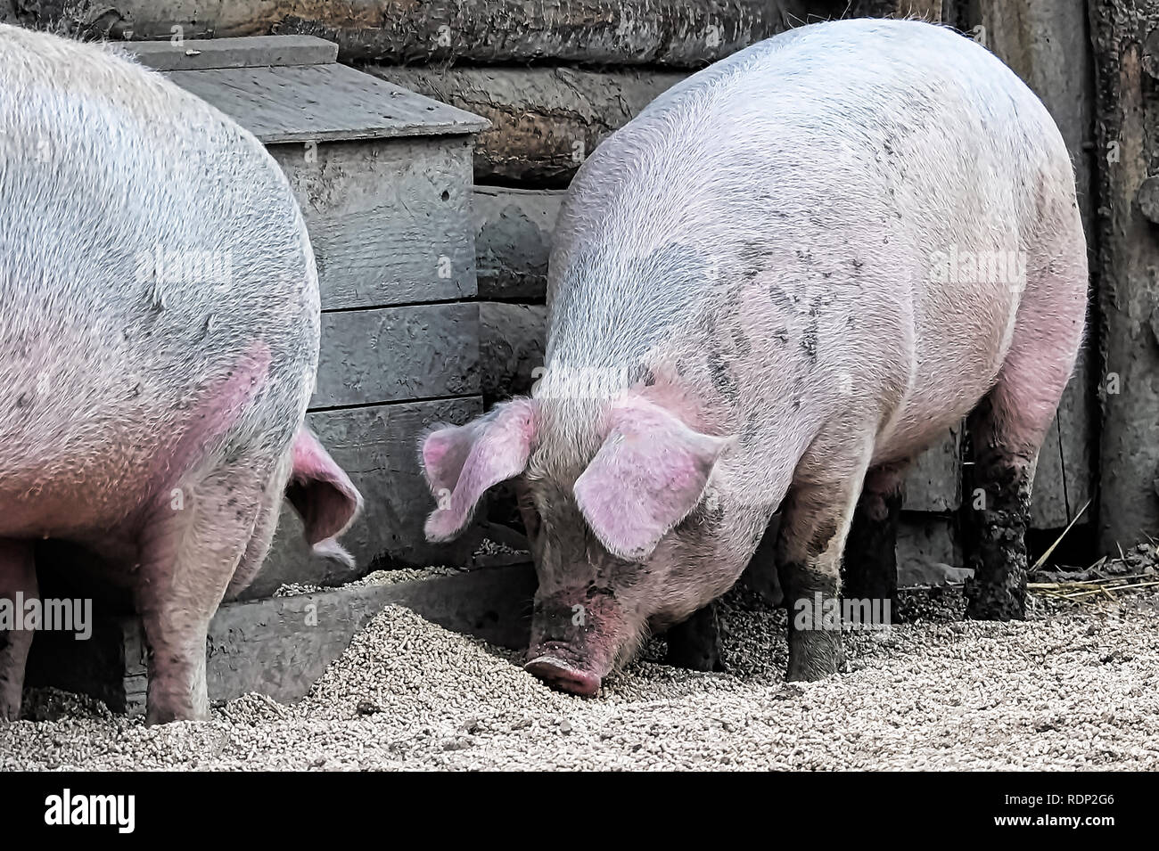 Two pigs eating grain on the ground Stock Photo - Alamy