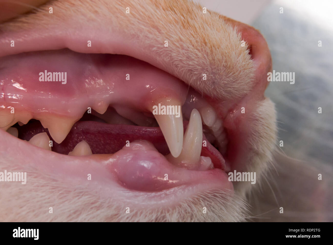 feline dentition, canines and incisors Stock Photo - Alamy