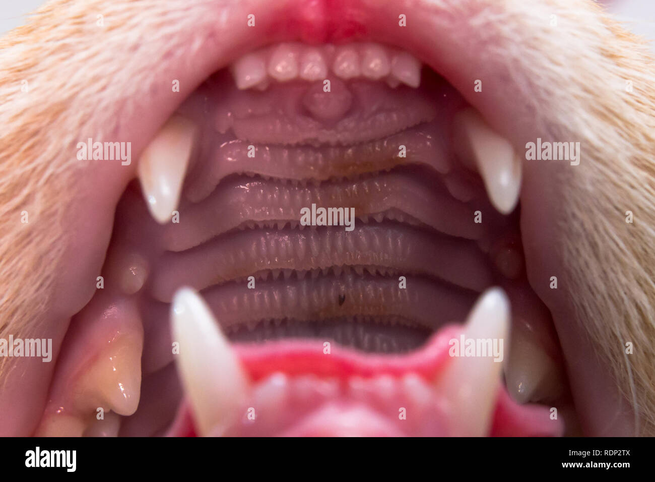 feline dentition, canines and incisors Stock Photo - Alamy