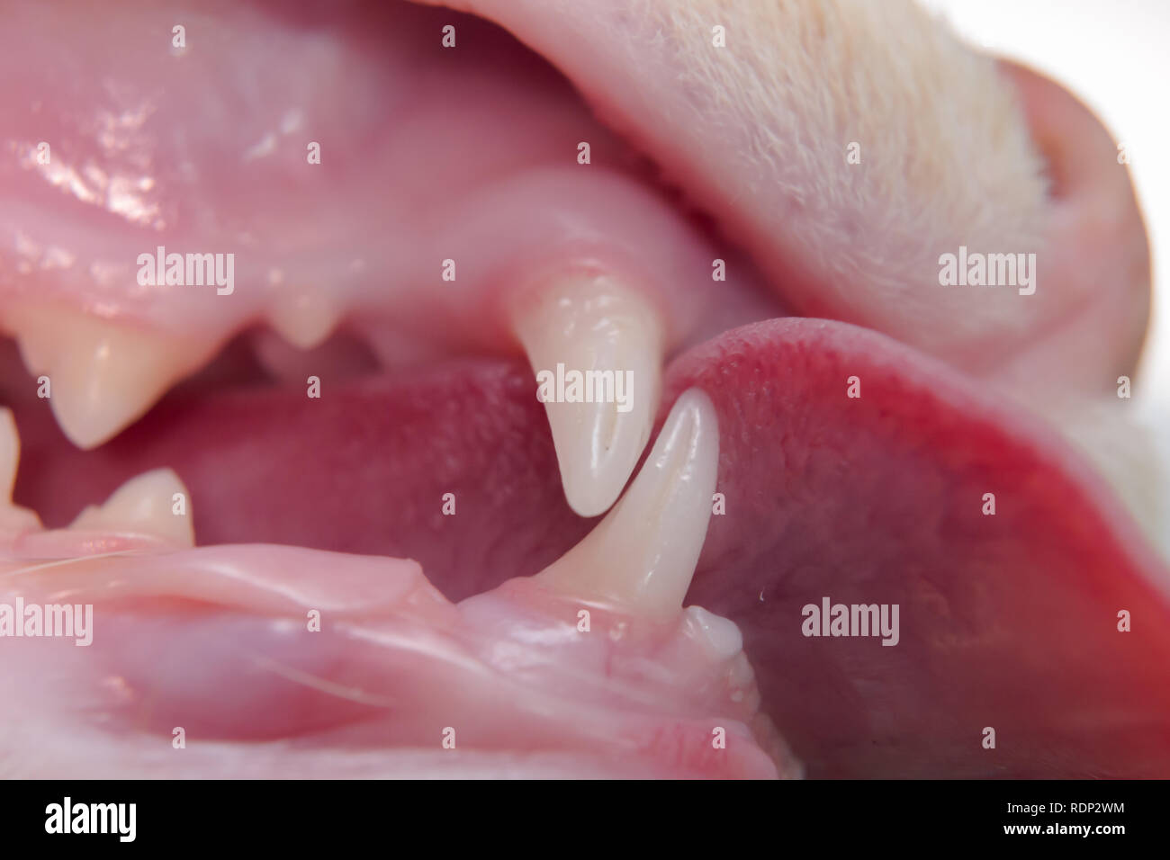 feline dentition, canines and incisors Stock Photo - Alamy