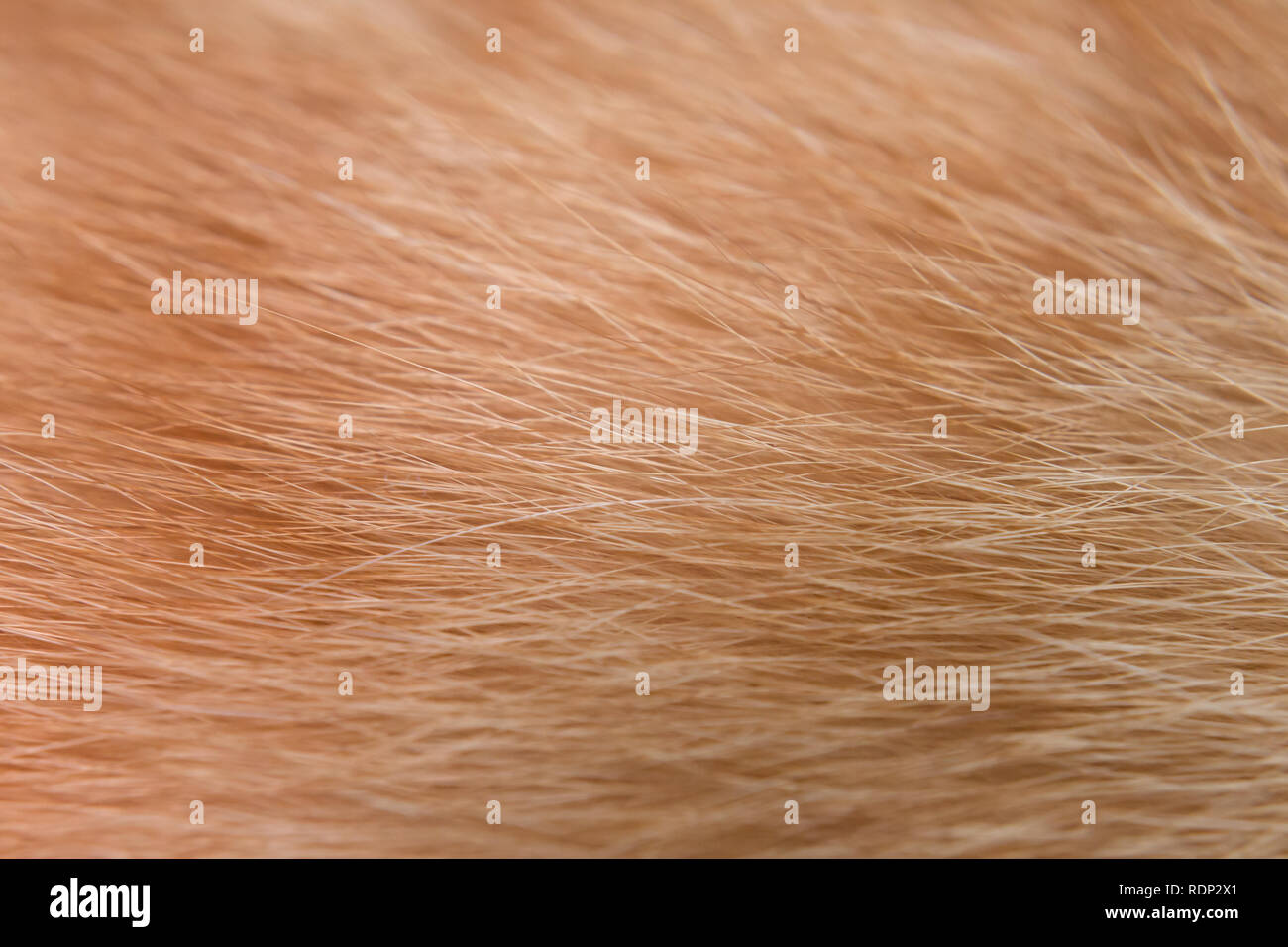 ginger color of a cat fur Stock Photo - Alamy