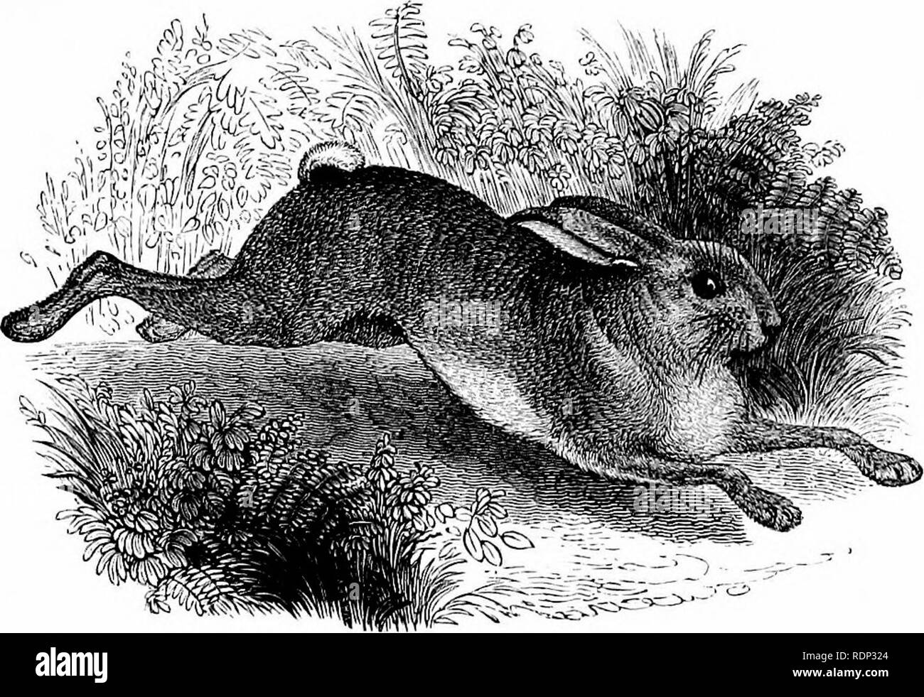 . A history of British quadrupeds, including the Cetacea. Mammals ...