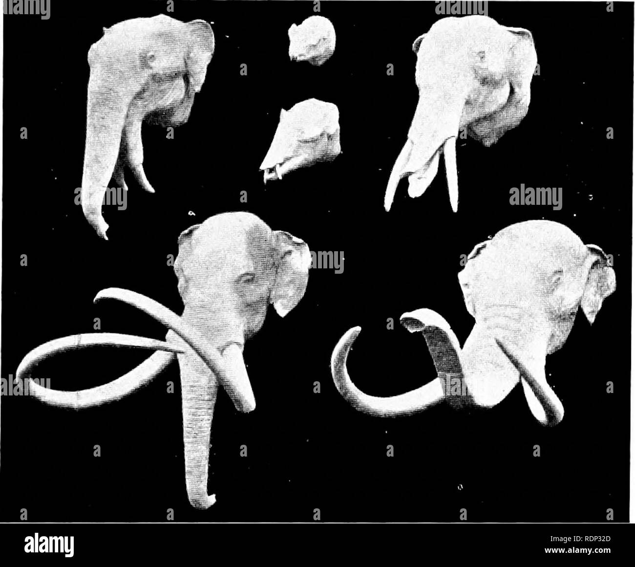 Mutation theory of evolution hi-res stock photography and images - Alamy
