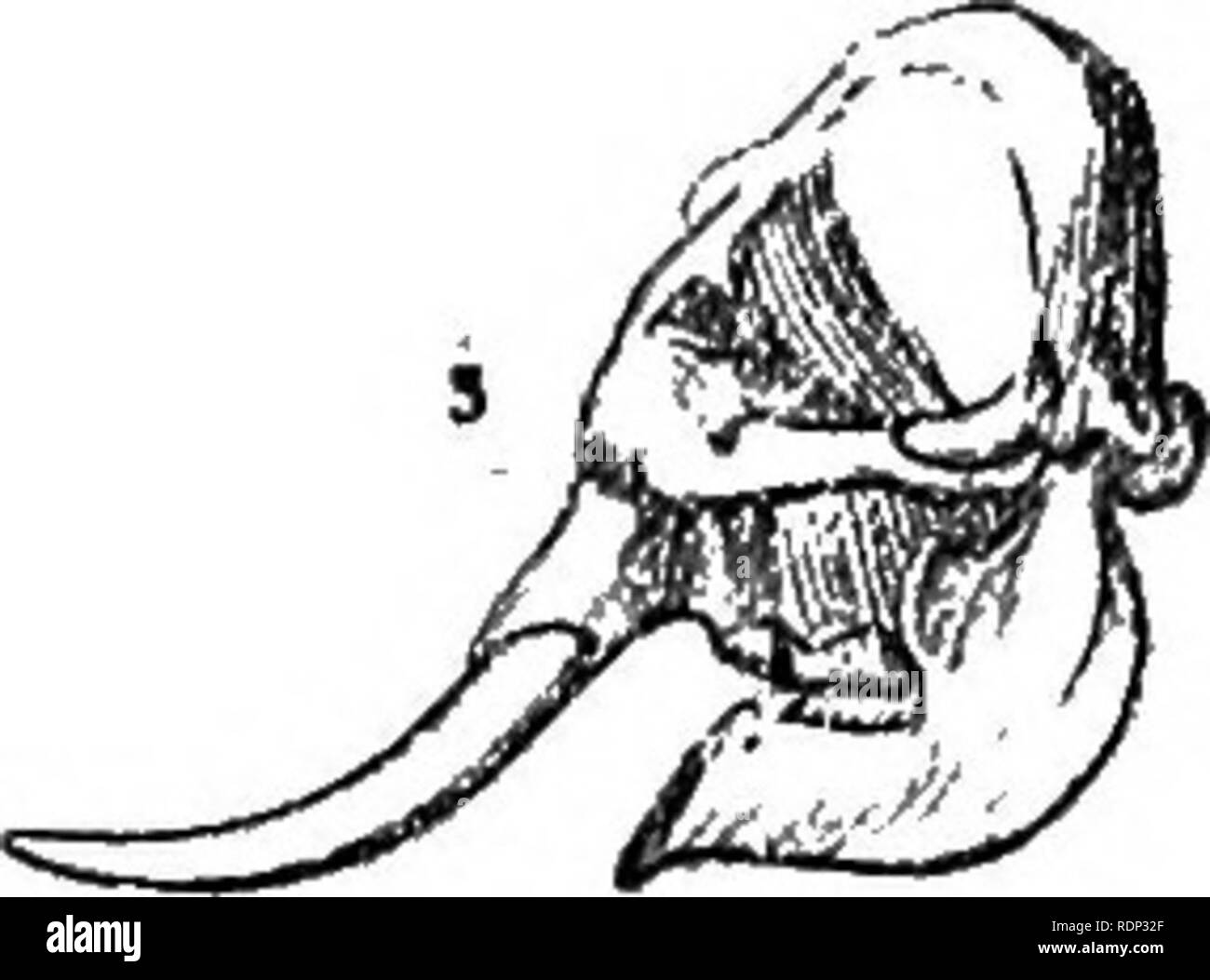 Tetrabelodon High Resolution Stock Photography and Images - Alamy