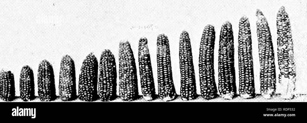 Indian corn cobs evolution hi-res stock photography and images - Alamy