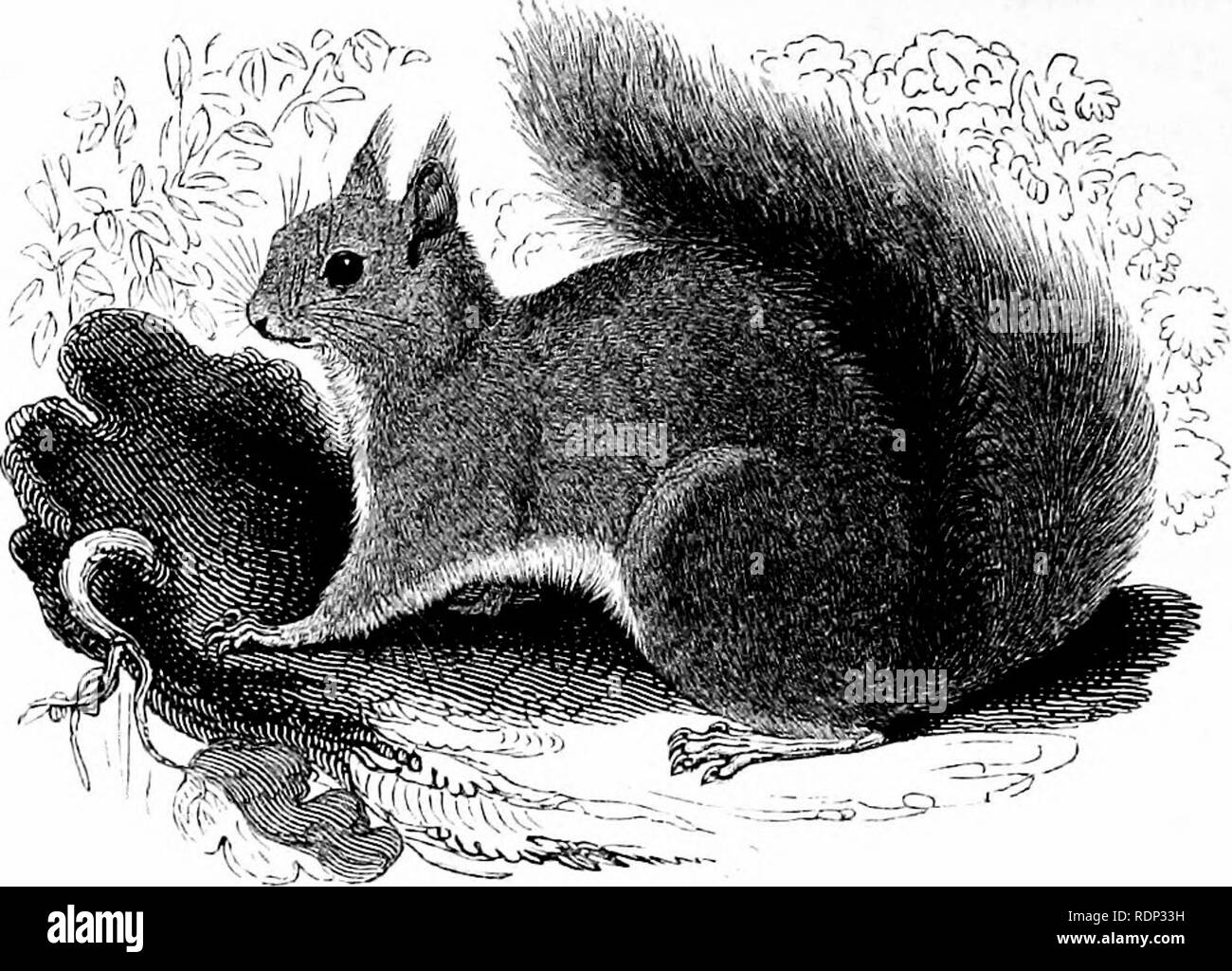 Laterally compressed tail hi-res stock photography and images - Alamy