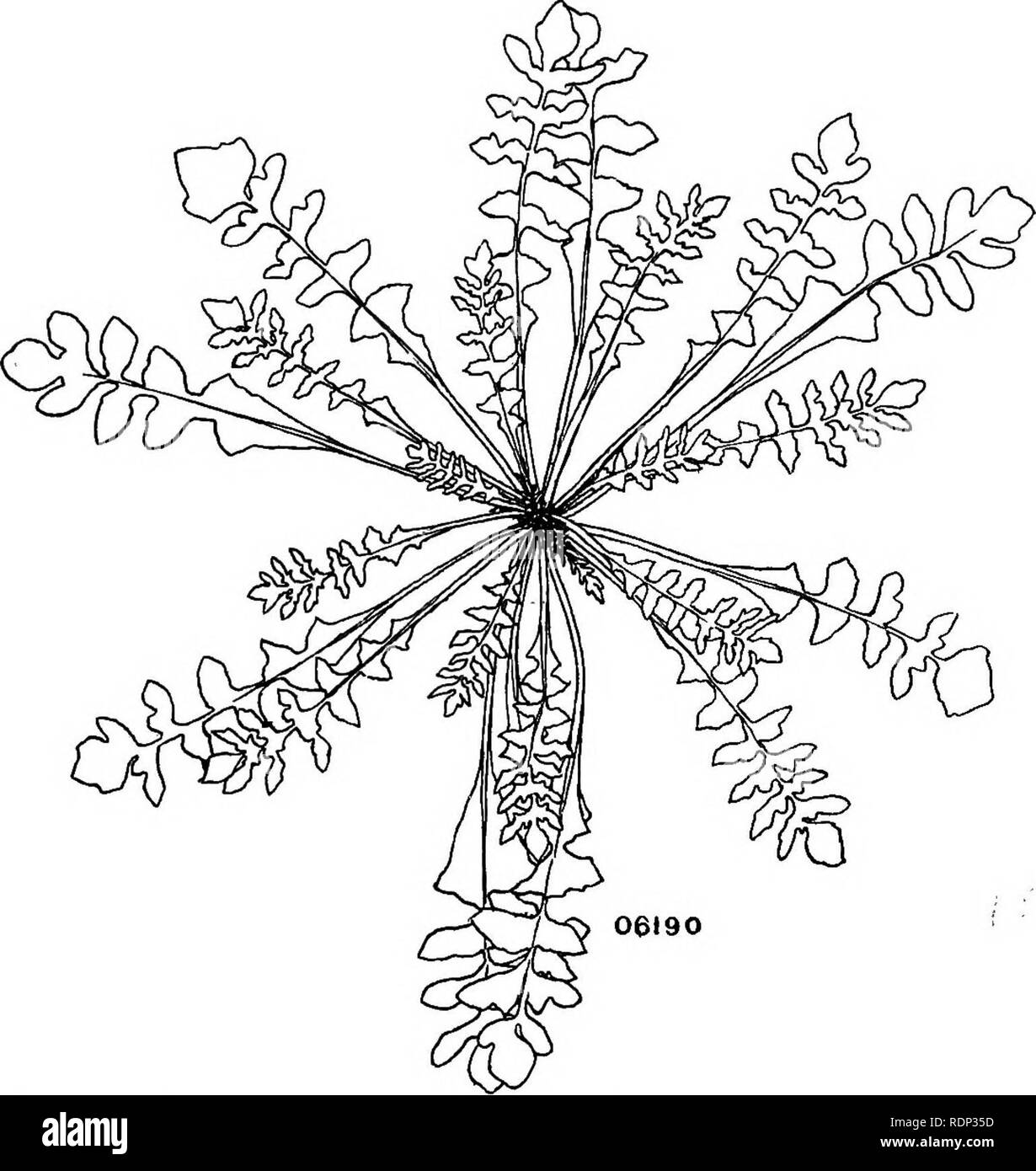 Biotypes Black and White Stock Photos & Images - Alamy