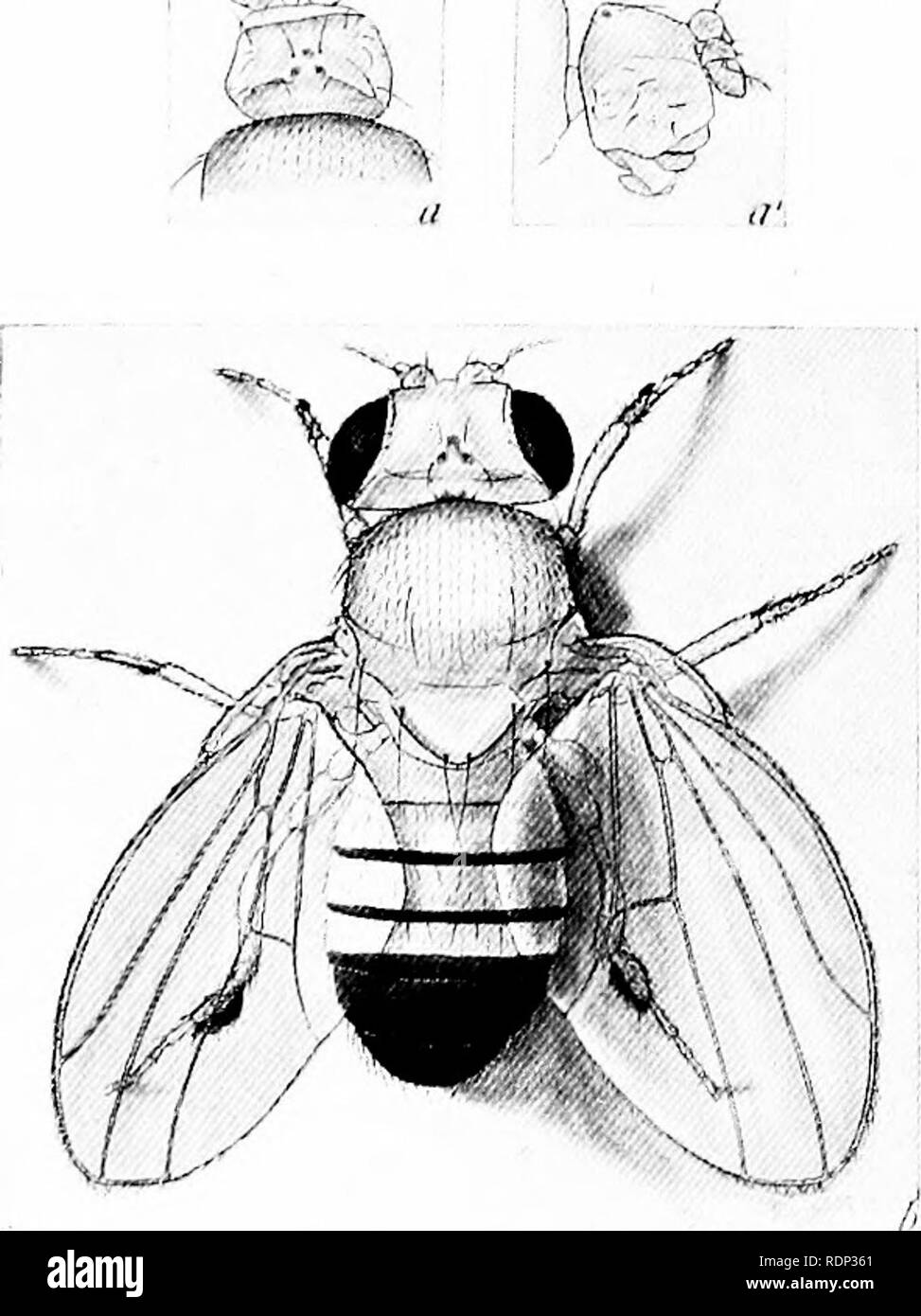 Evolution of the eye Black and White Stock Photos & Images - Alamy