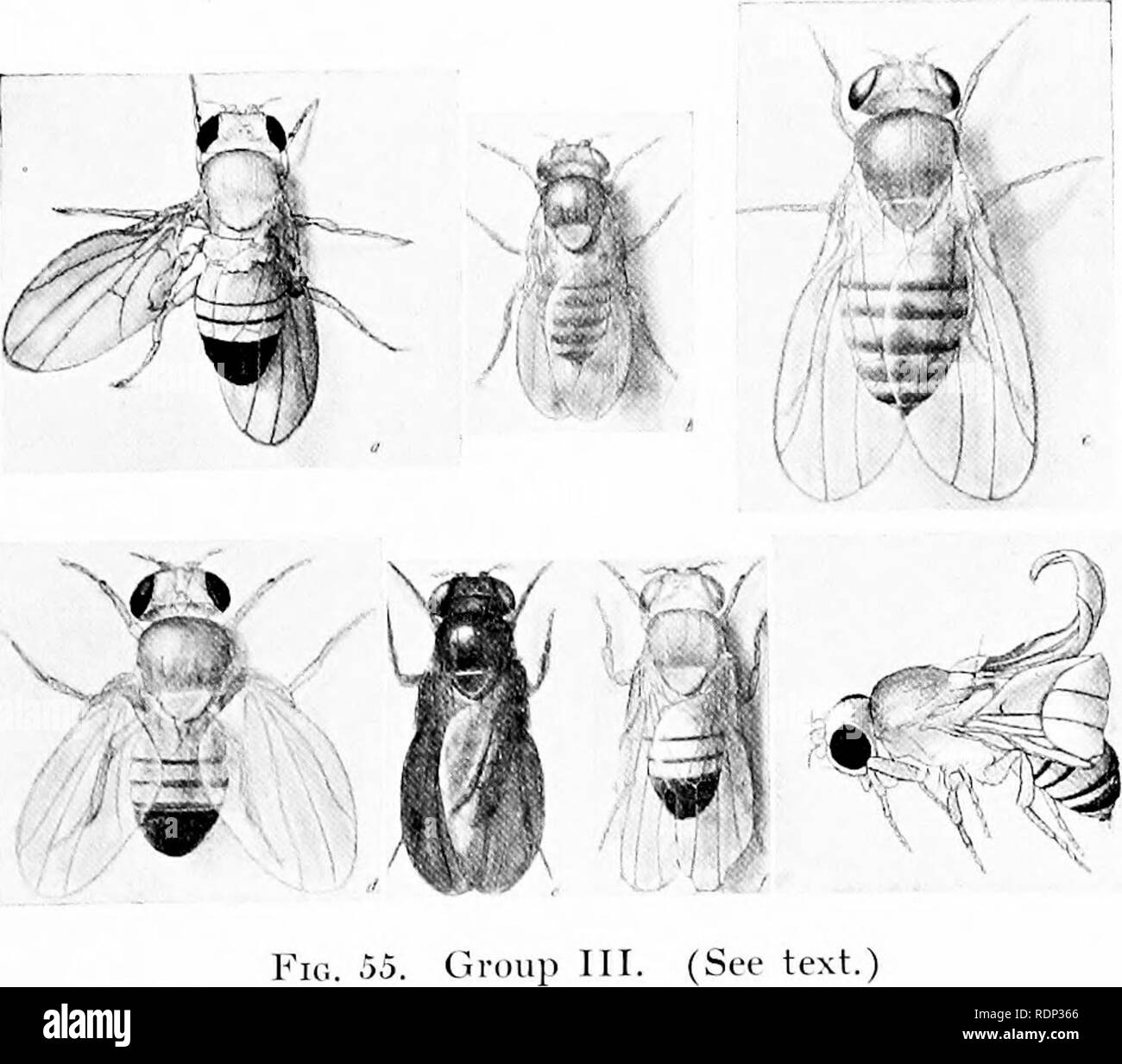 . A critique of the theory of evolution. Evolution. THEORY OF EVOLUTION ...