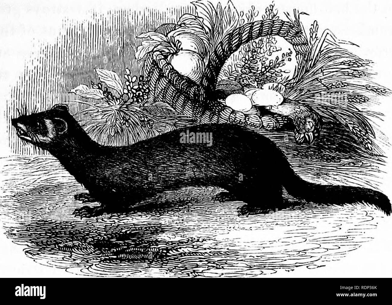 British weasel Black and White Stock Photos & Images - Alamy