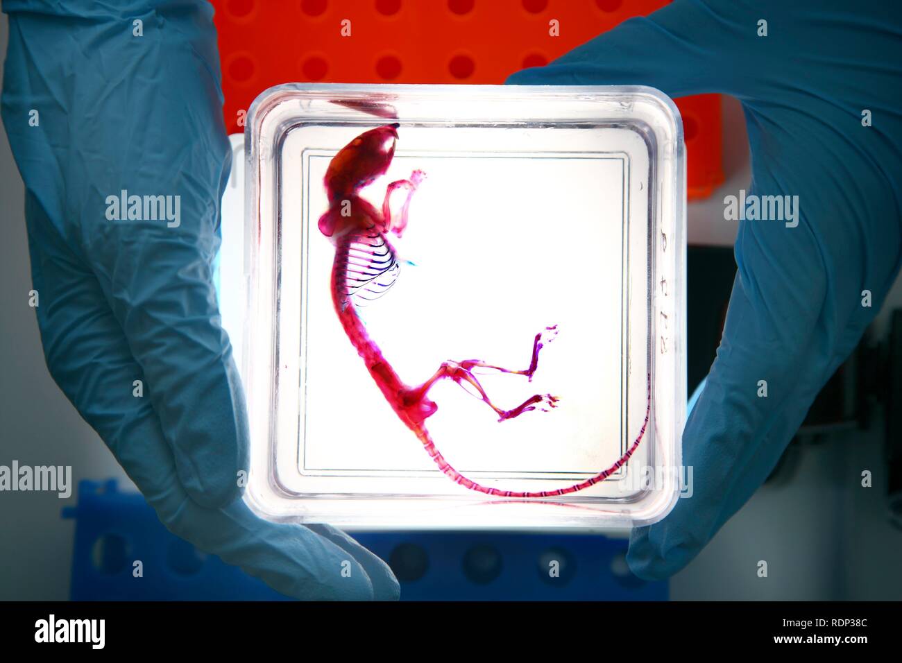 Skeletal preparation of a mouse (Mus musculus), Centre for Medical ...