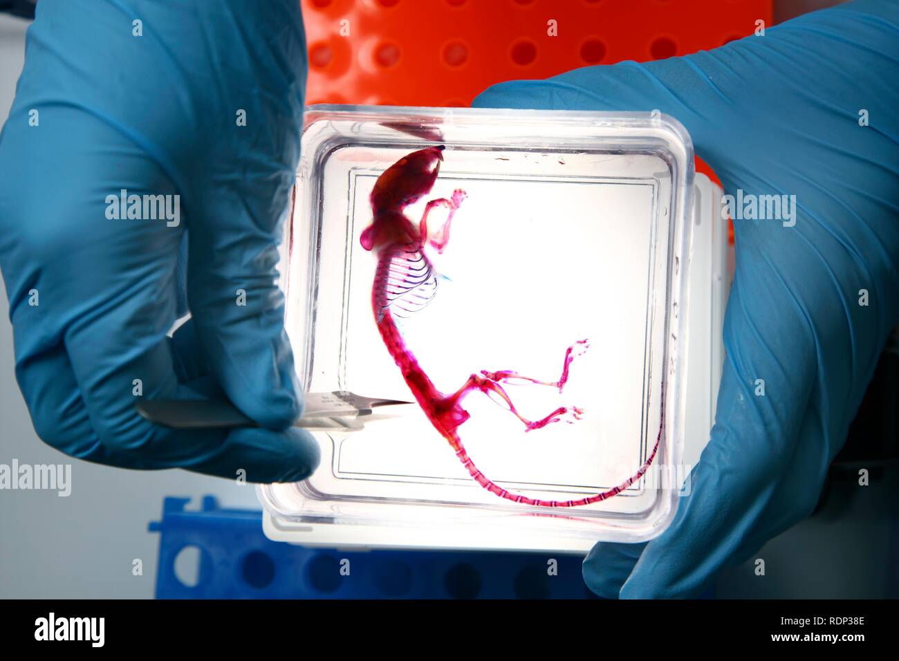 Skeletal preparation of a mouse (Mus musculus), Centre for Medical ...