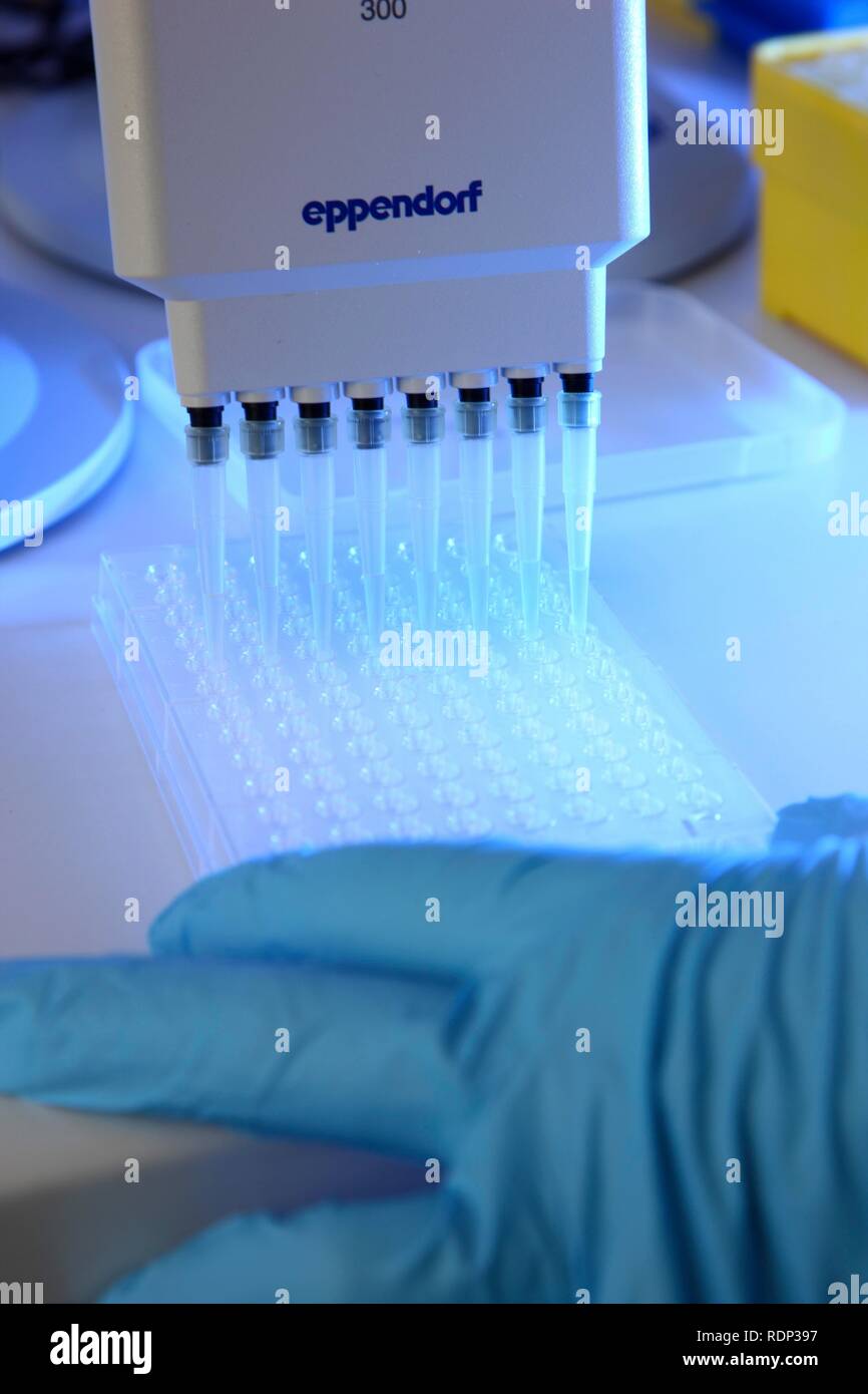 Laboratory, a scientiest is transferring protein samples with a ...